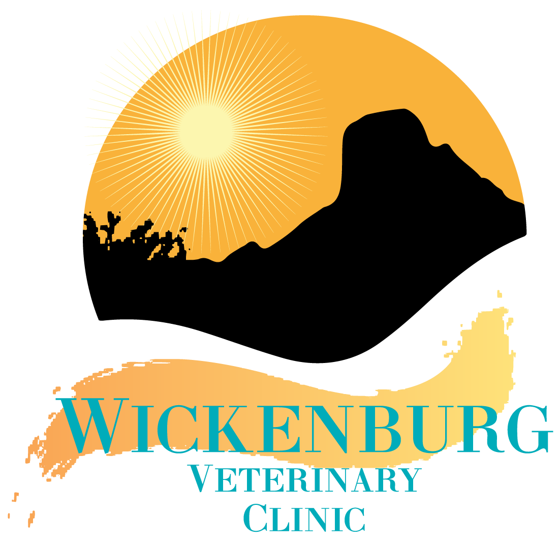Best Vet Hospital In Wickenburg, AZ | Wickenburg Vet Clinic